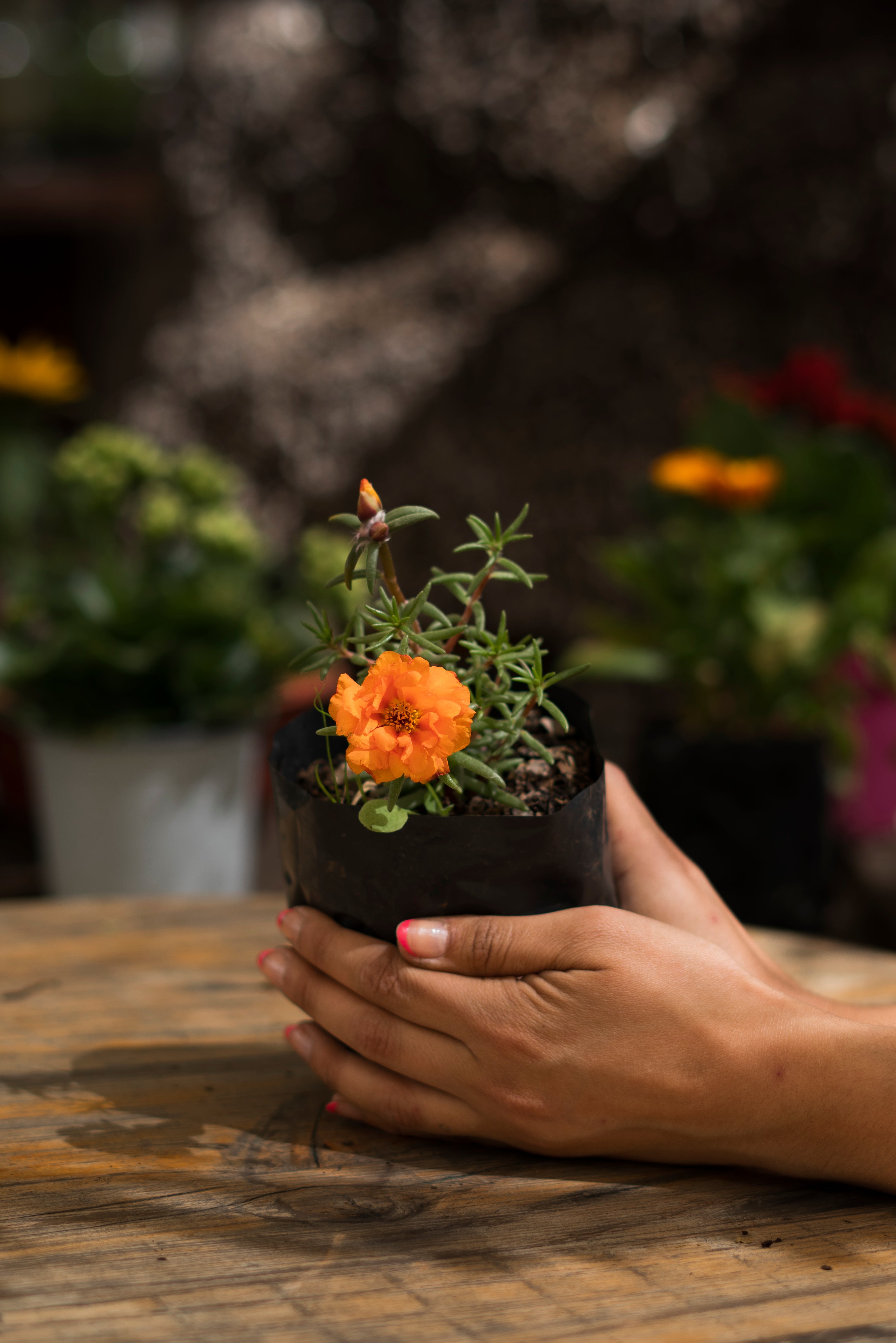 Rayito de Sol S – mekero