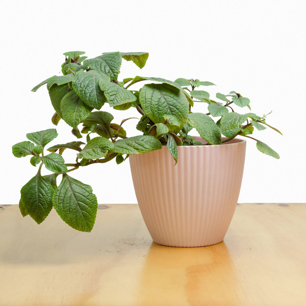 Dolar Negro M – mekero